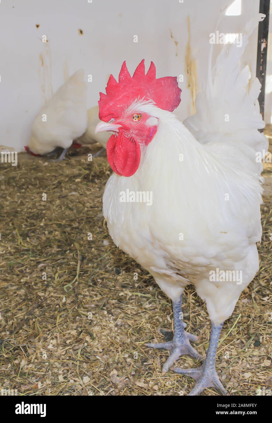 Bresse Gauloise Chicken, Rooster, Huhn, Hahn, 16 Week old, in Janja ...
