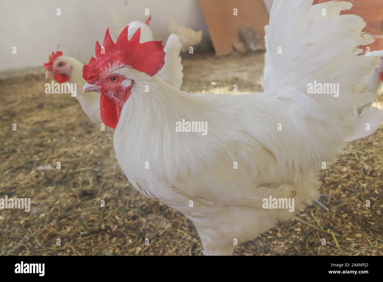Bresse Gauloise Chicken, Rooster, Huhn, Hahn, 16 Week old, in Janja ...