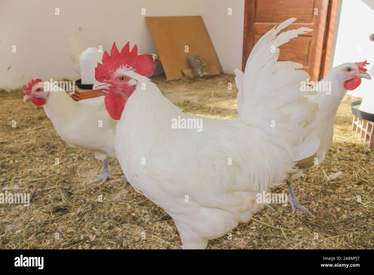 Bresse Gauloise Chicken, Rooster, Huhn, Hahn, 16 Week old, in Janja ...