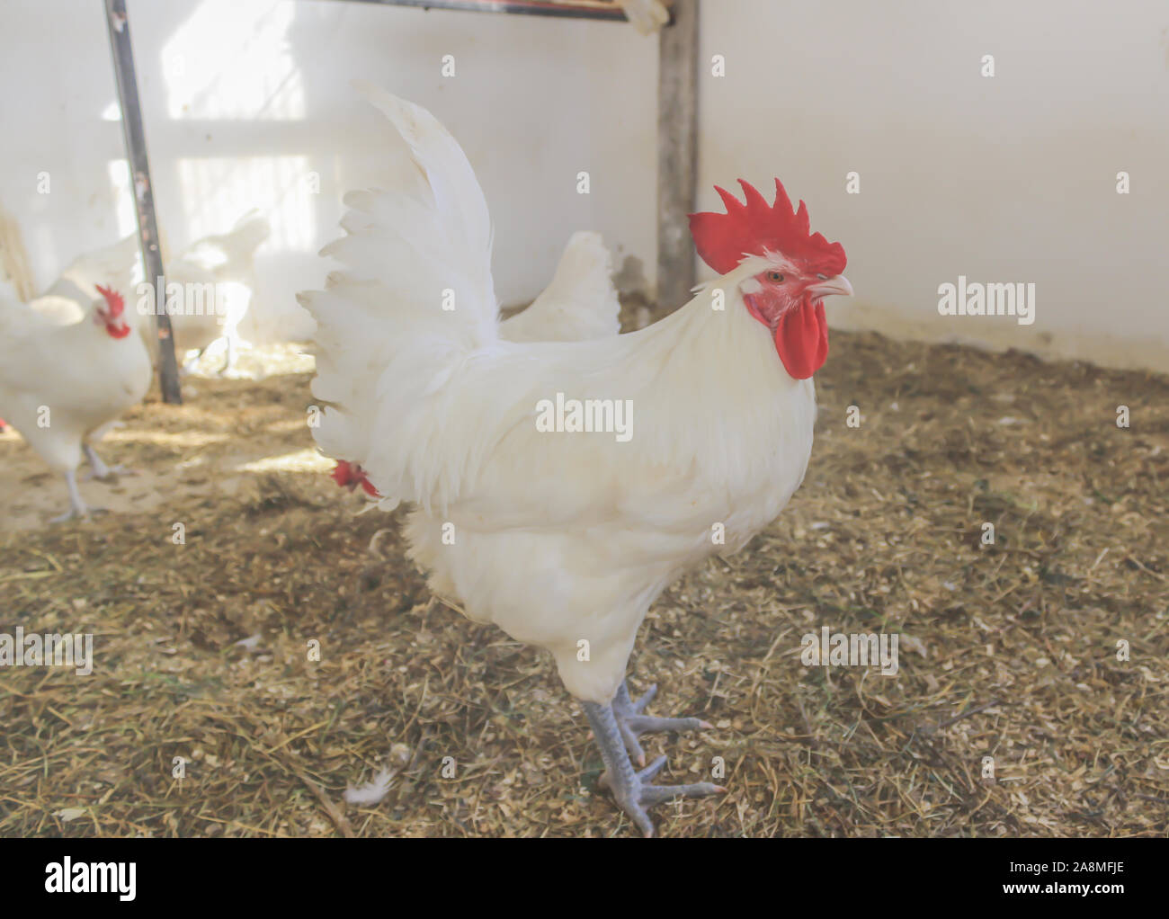 Bresse Gauloise Chicken, Rooster, Huhn, Hahn, 16 Week old, in Janja ...