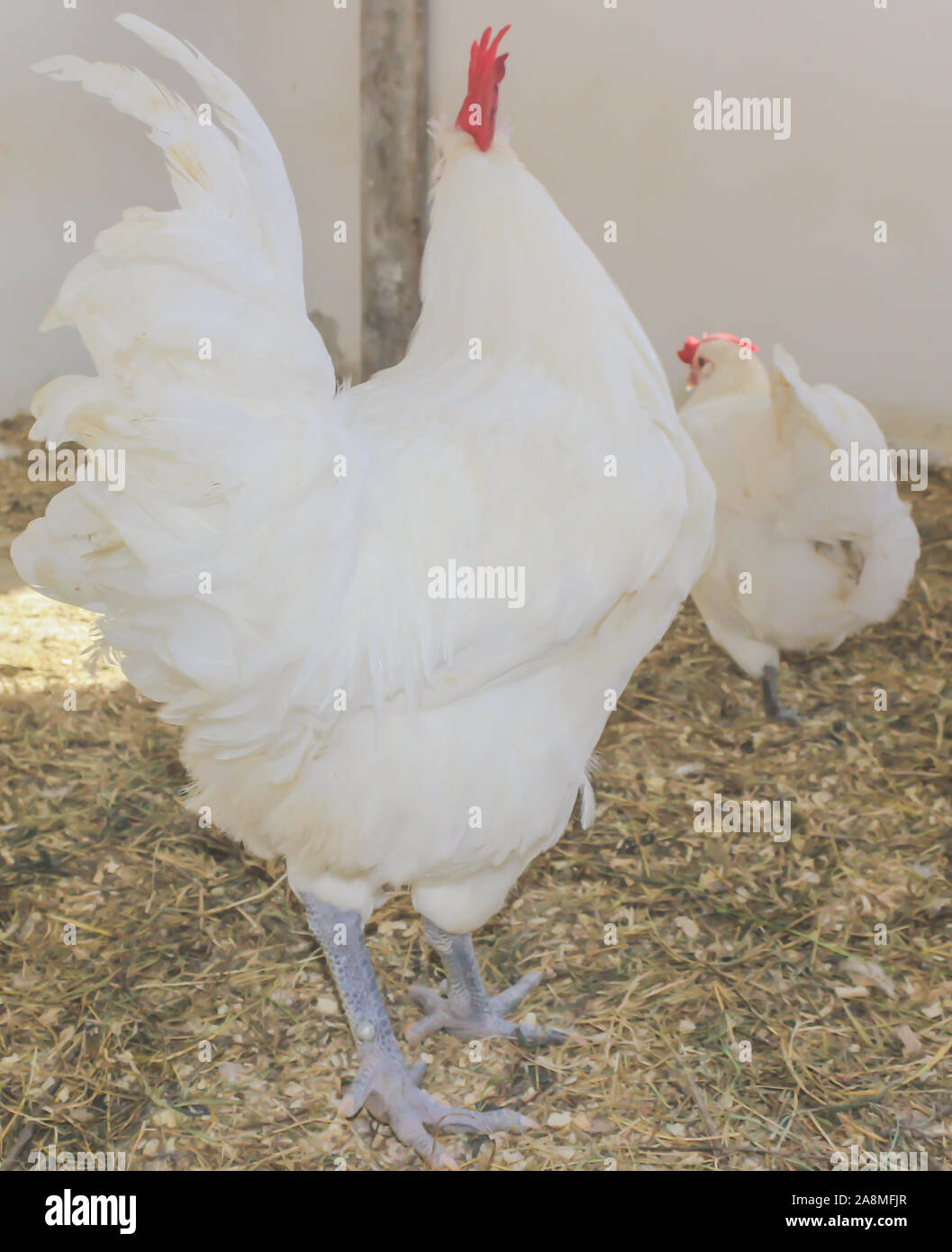 Bresse Gauloise Chicken, Rooster, Huhn, Hahn, 16 Week old, in Janja ...