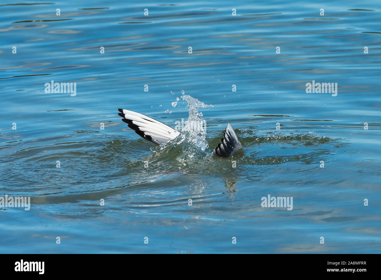 Seagull diving into sea hi-res stock photography and images - Alamy