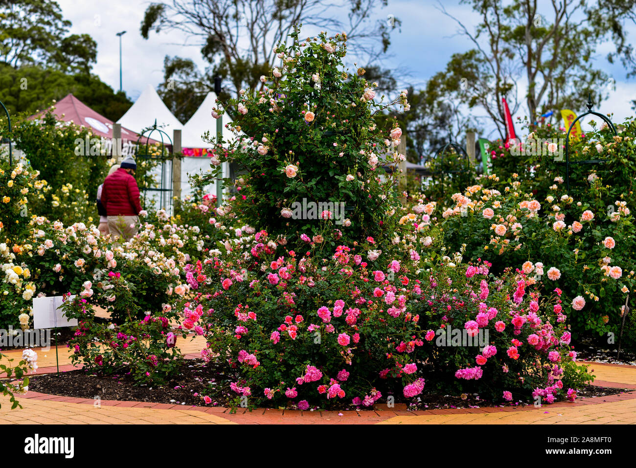 State Rose & Garden Show, Werribee Mansion, Victoria, Australia Stock ...