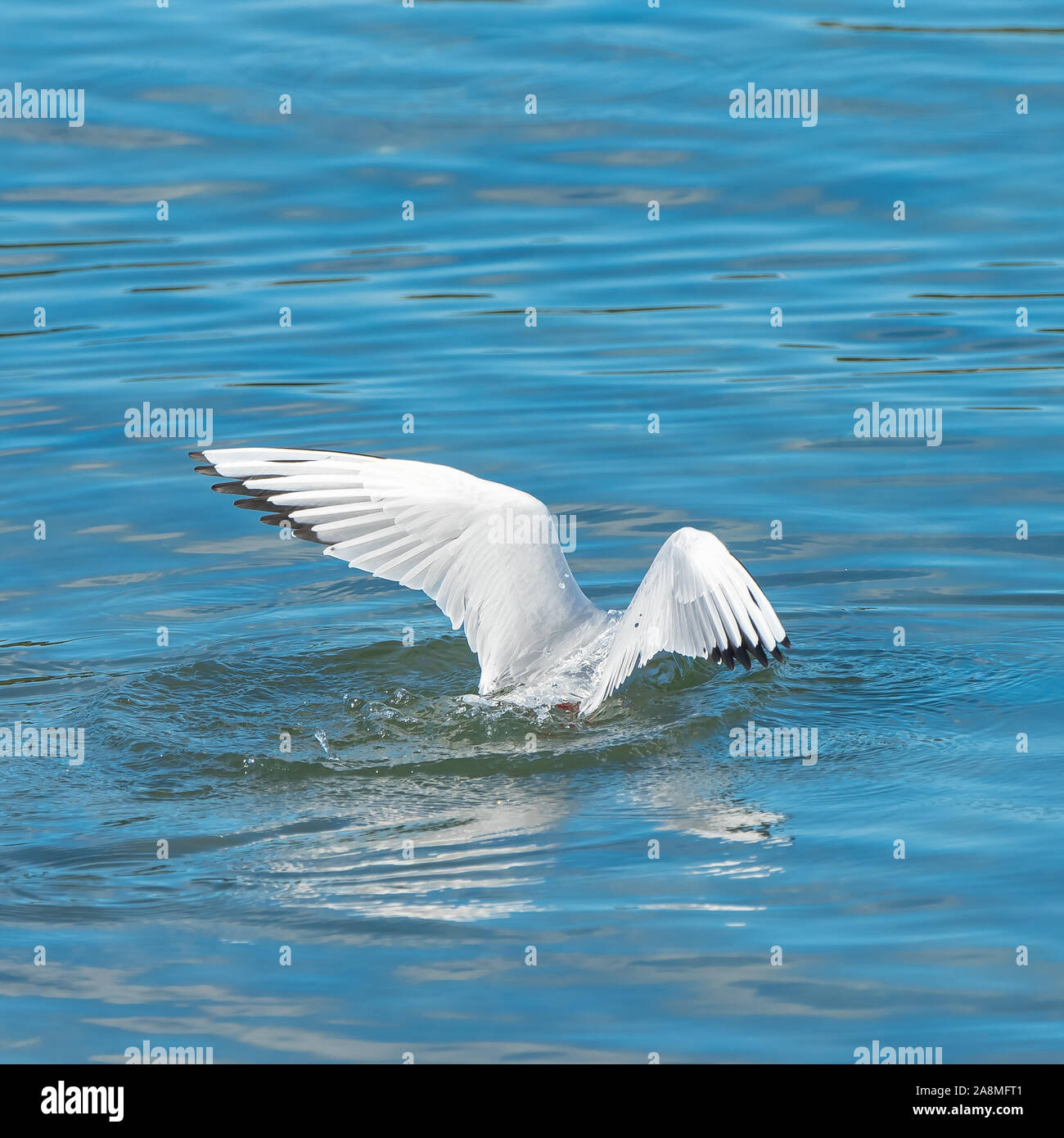 Seagull Diving Into Sea High Resolution Stock Photography and Images ...
