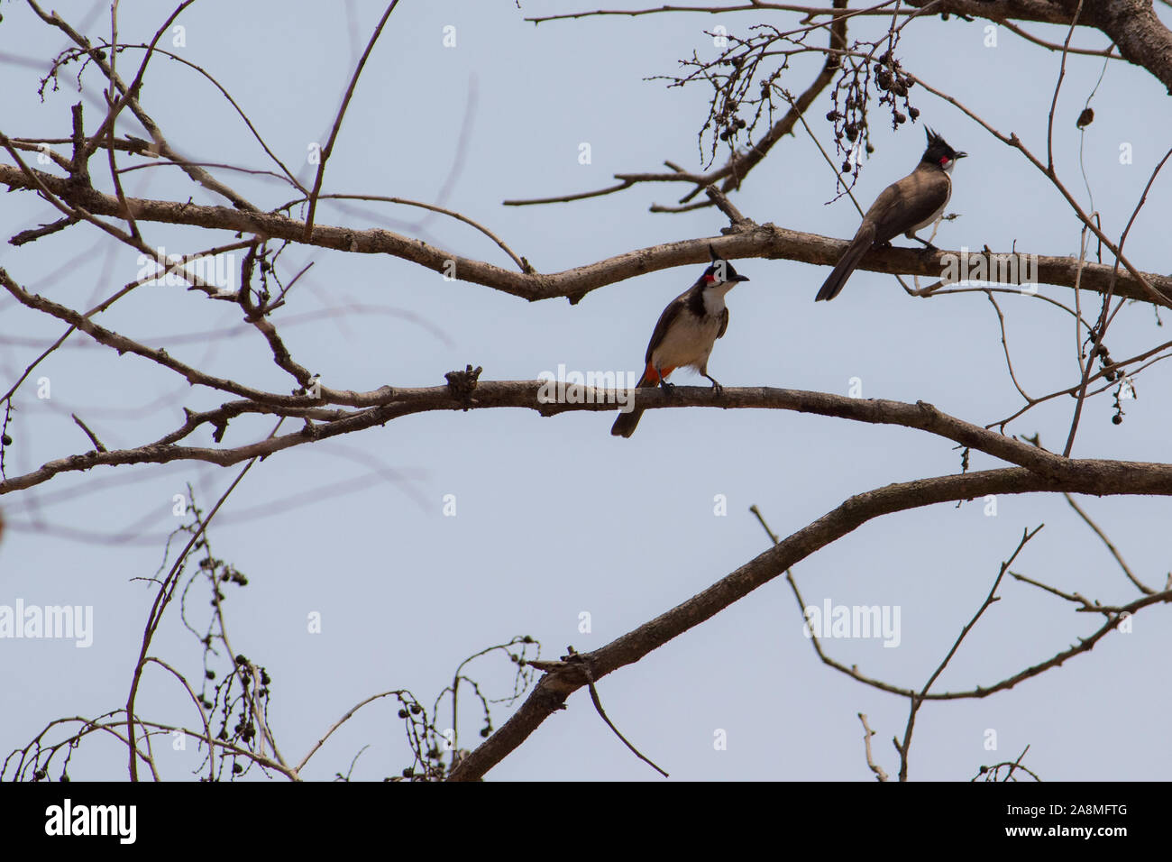 The red-whiskered bulbul in natural habitat Stock Photo - Alamy