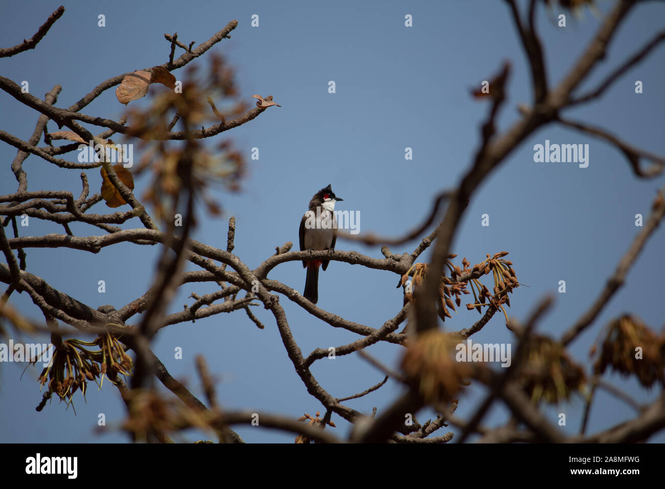 The red-whiskered bulbul in natural habitat Stock Photo - Alamy