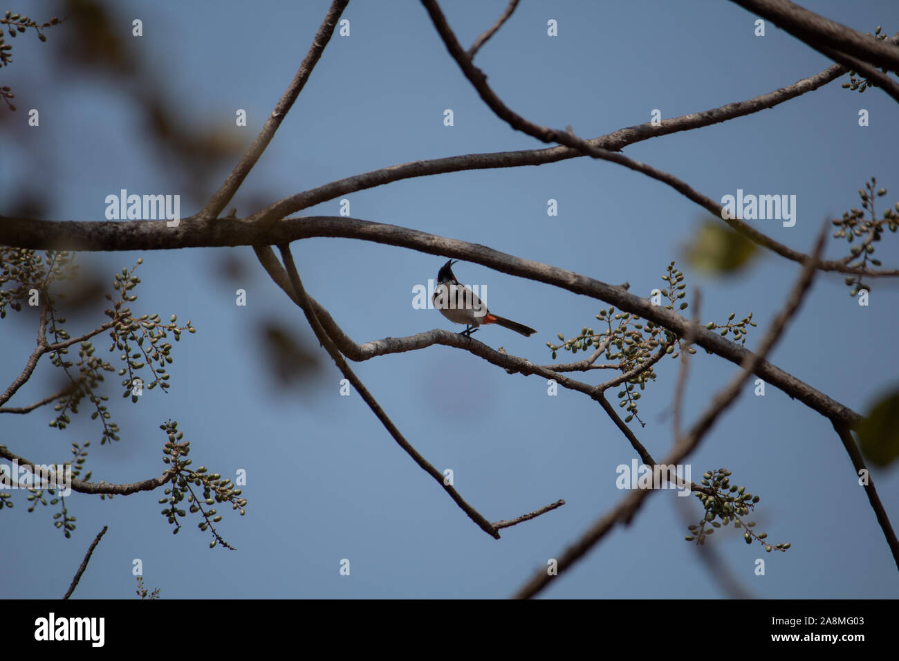 The red-whiskered bulbul in natural habitat Stock Photo - Alamy
