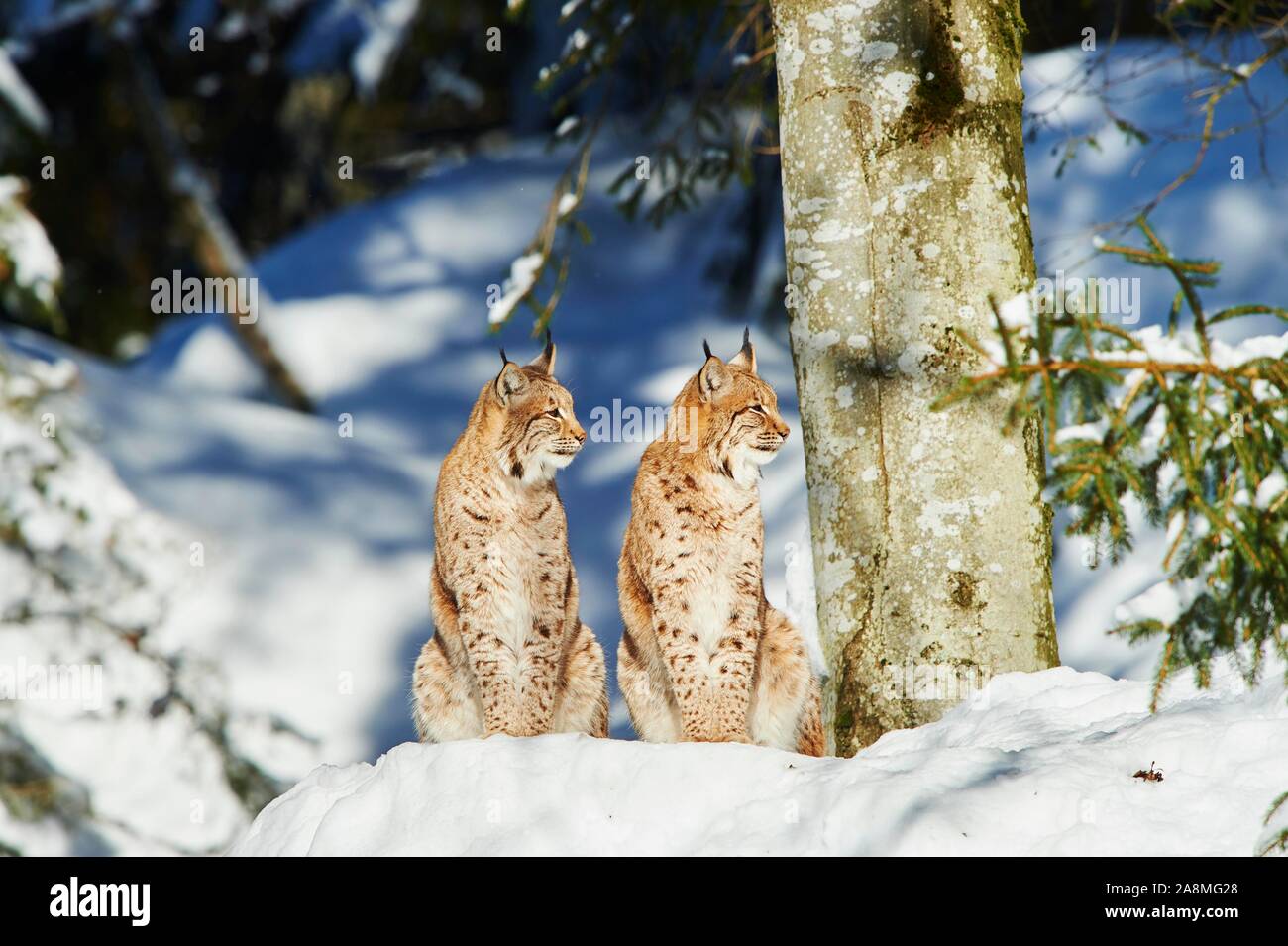 Eurasian lynx (Lynx lynx) in winter, captive, Bavarian Forest National ...
