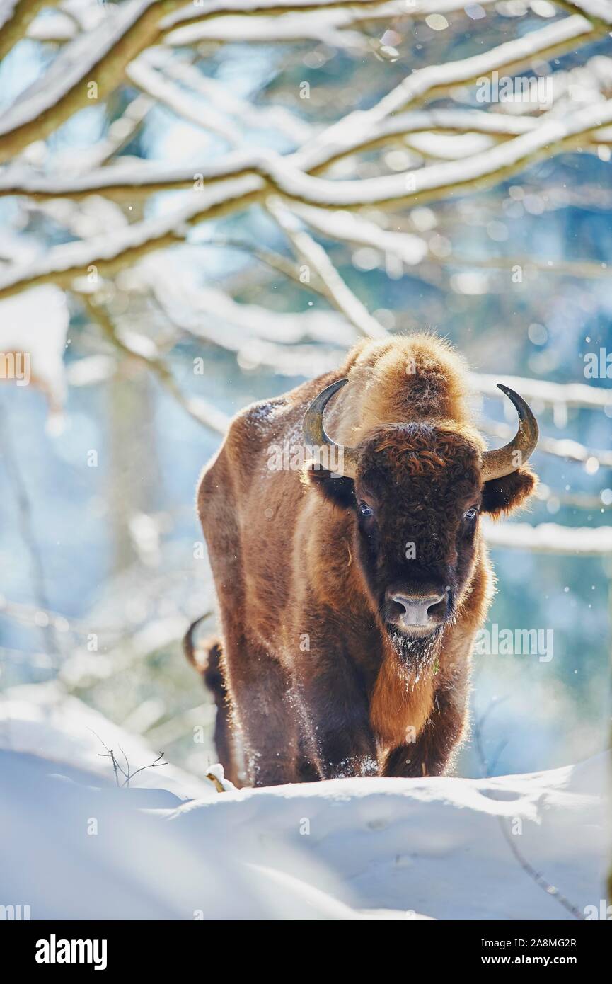 European bison (Bison bonasus) or Wisent in winter, captive, Bavarian ...