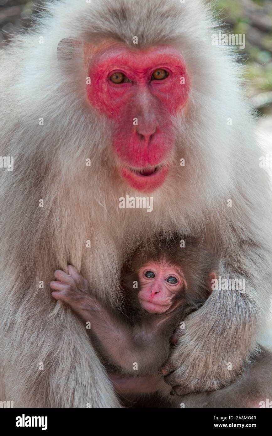 Japanese macaque (Macaca fuscata), dam with young, Yamanouchi, Nagano ...