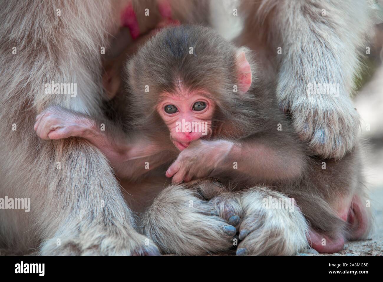 Japanese macaque (Macaca fuscata), animal baby, Yamanouchi, Nagano ...