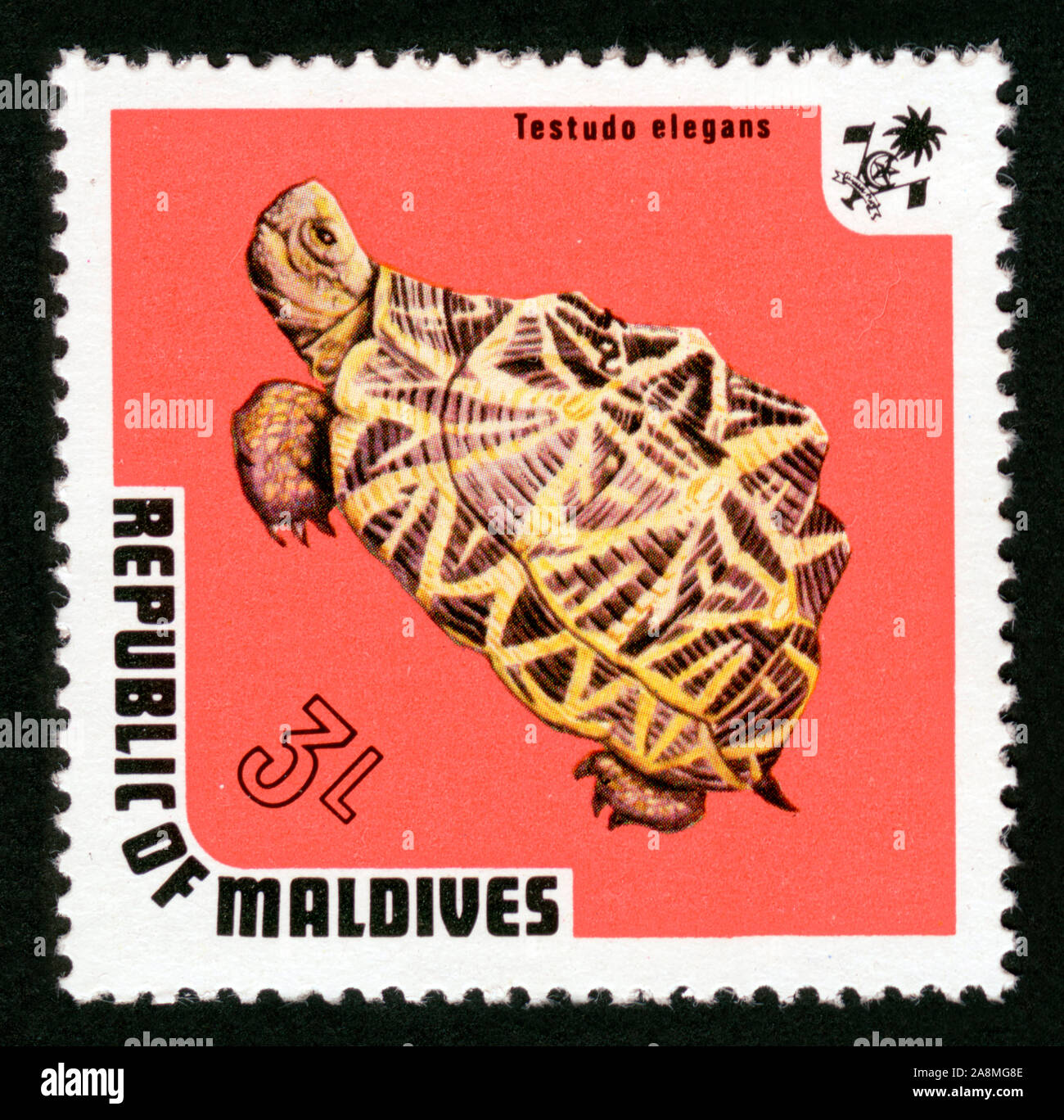 Testudo elegans hi-res stock photography and images - Alamy