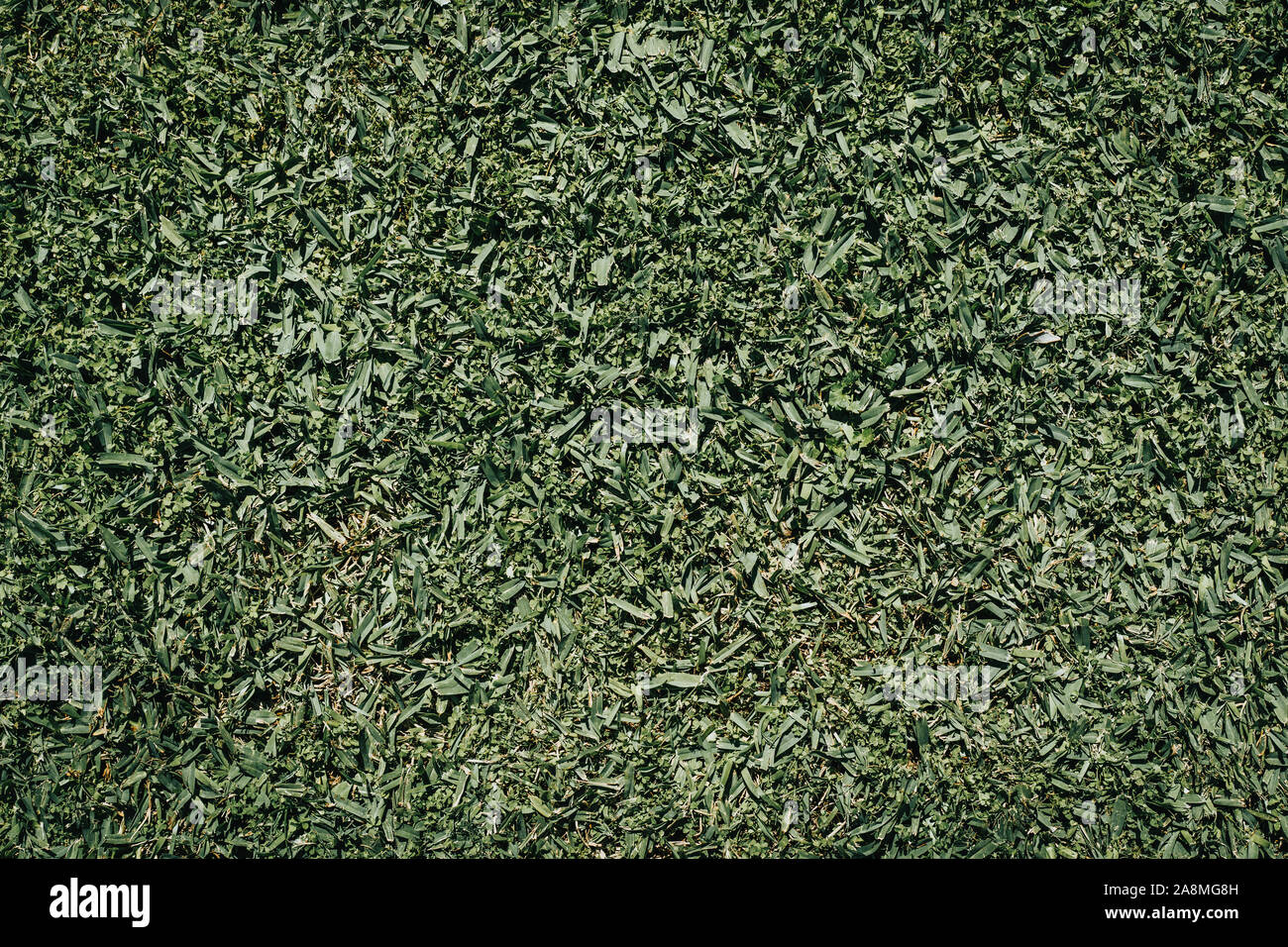 Real grass texture background Stock Photo - Alamy