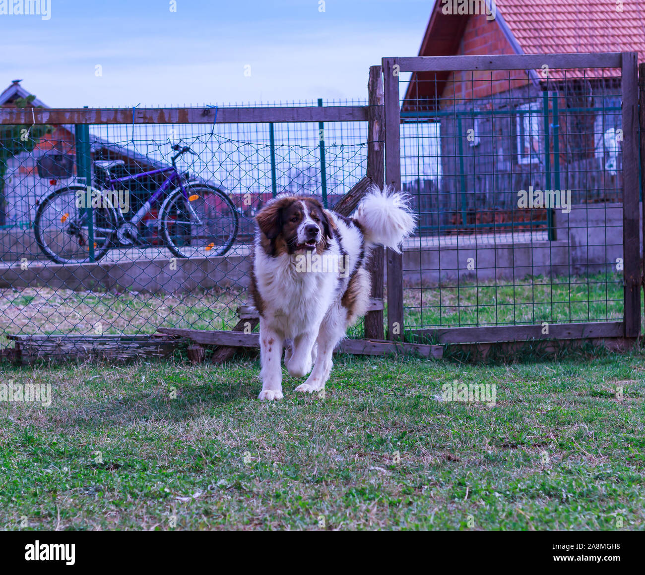 Livestock Guardian Dog, Tornjak from Vlasic mountain, herd guard dog ...