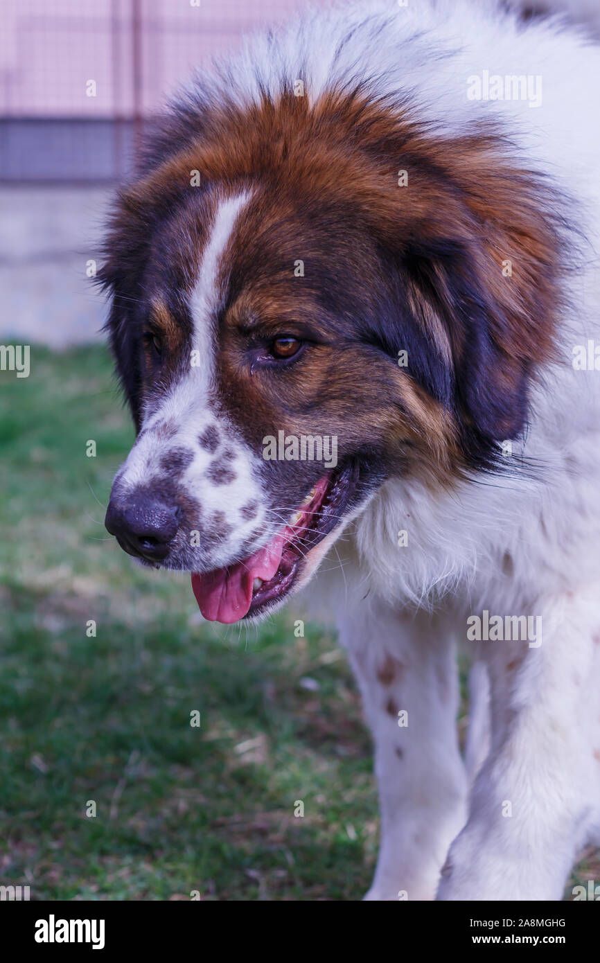 Livestock Guardian Dog, Tornjak from Vlasic mountain, herd guard dog ...