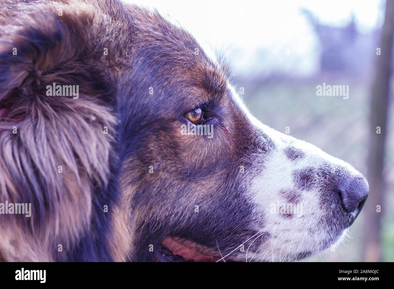 Livestock Guardian Dog, Tornjak from Vlasic mountain, herd guard dog ...