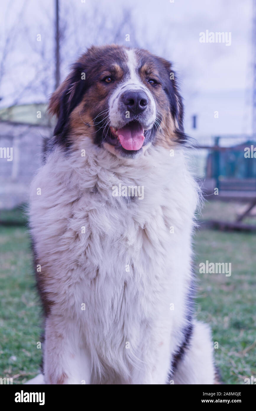Livestock Guardian Dog, Tornjak from Vlasic mountain, herd guard dog ...