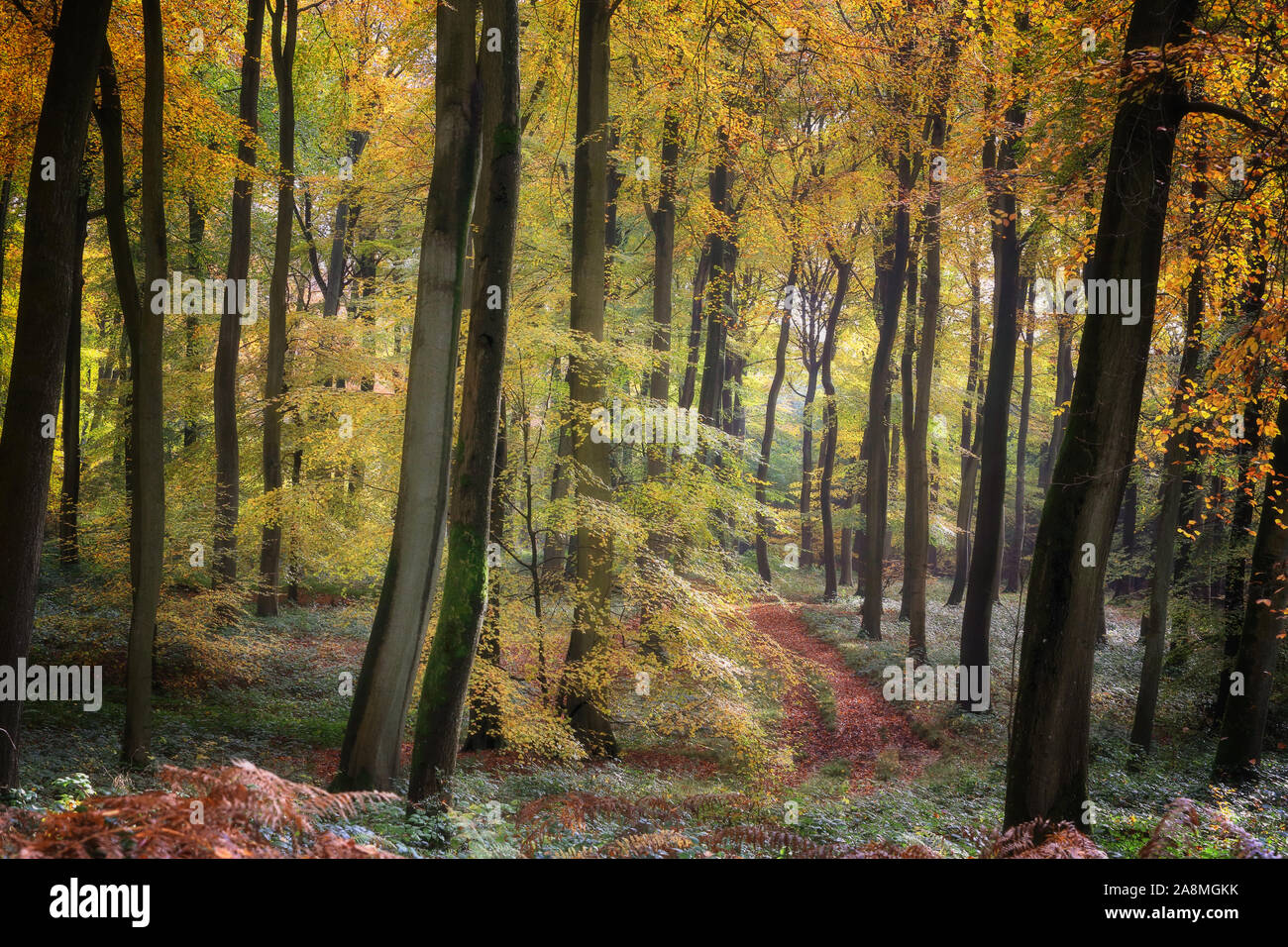 Woodlands of the chilterns hi-res stock photography and images - Alamy