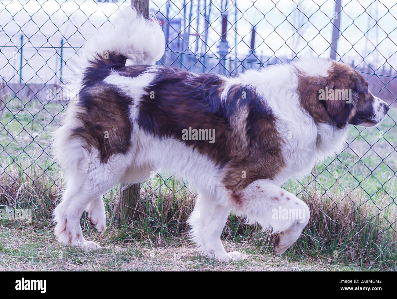 Livestock Guardian Dog, Tornjak from Vlasic mountain, herd guard dog ...