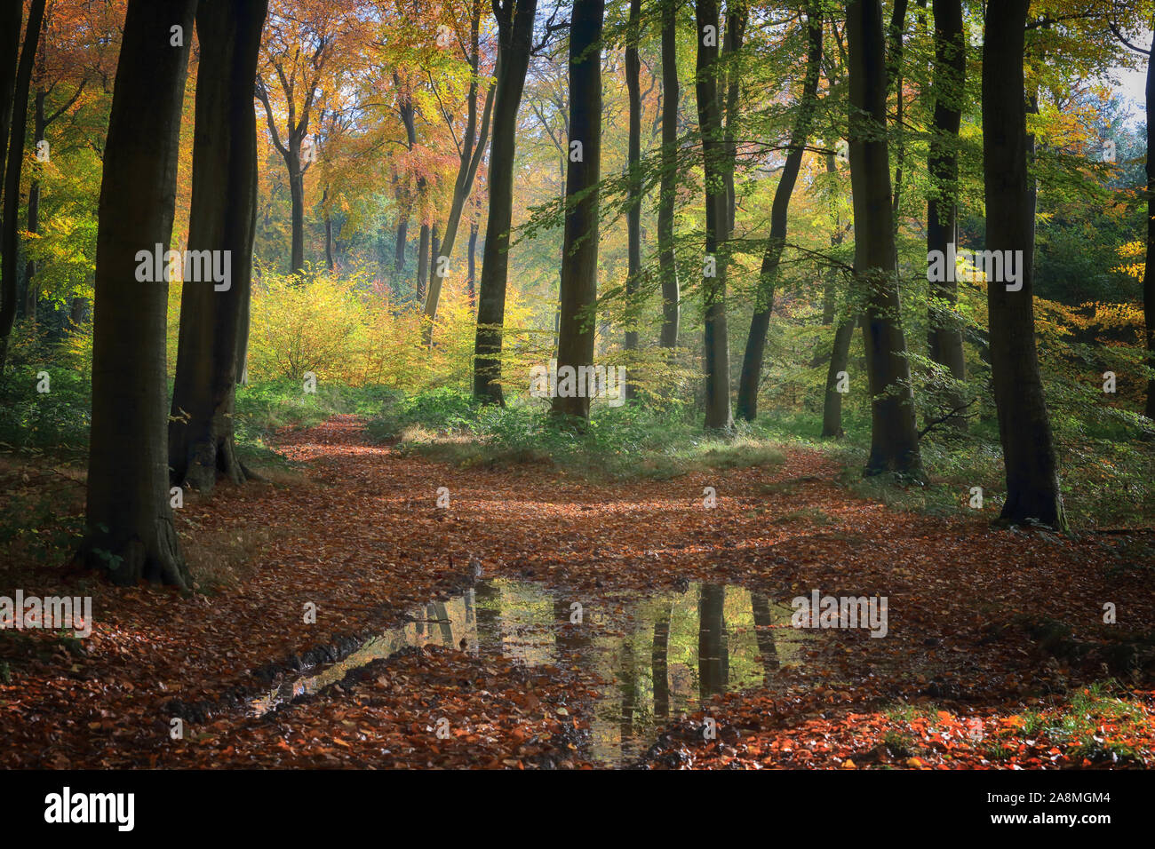 Woodlands of the chilterns hi-res stock photography and images - Alamy