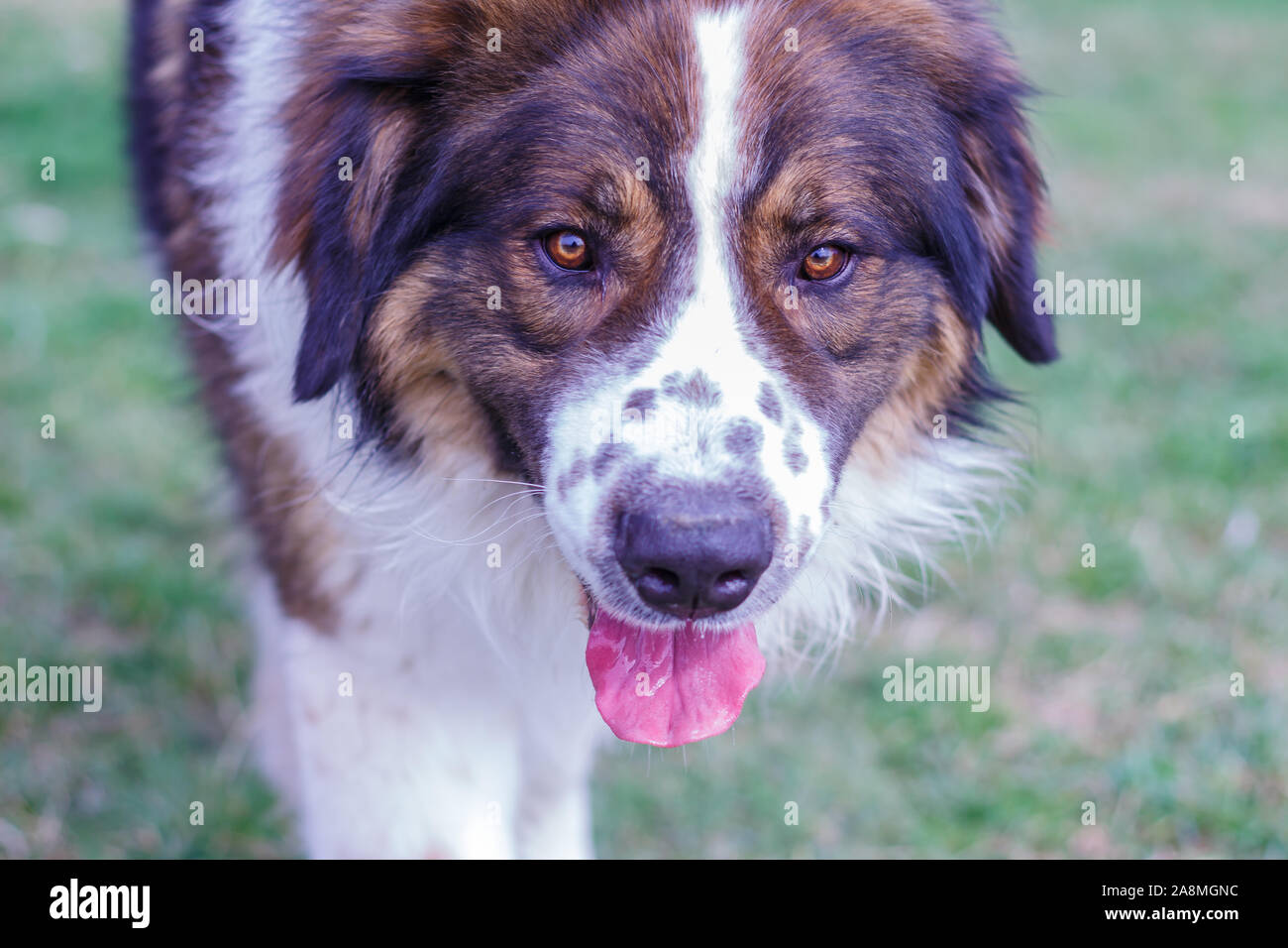 Livestock Guardian Dog, Tornjak from Vlasic mountain, herd guard dog ...