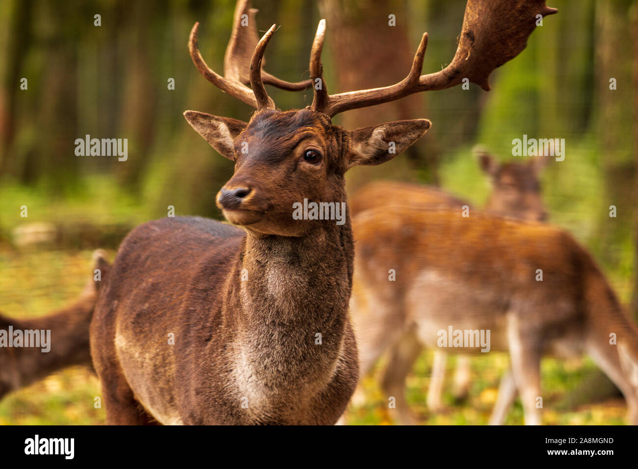 A stag stands hi-res stock photography and images - Alamy