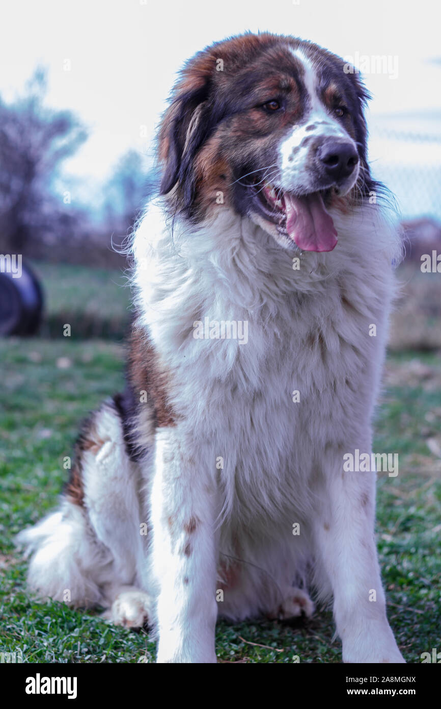 Tornjak dog hi-res stock photography and images - Alamy