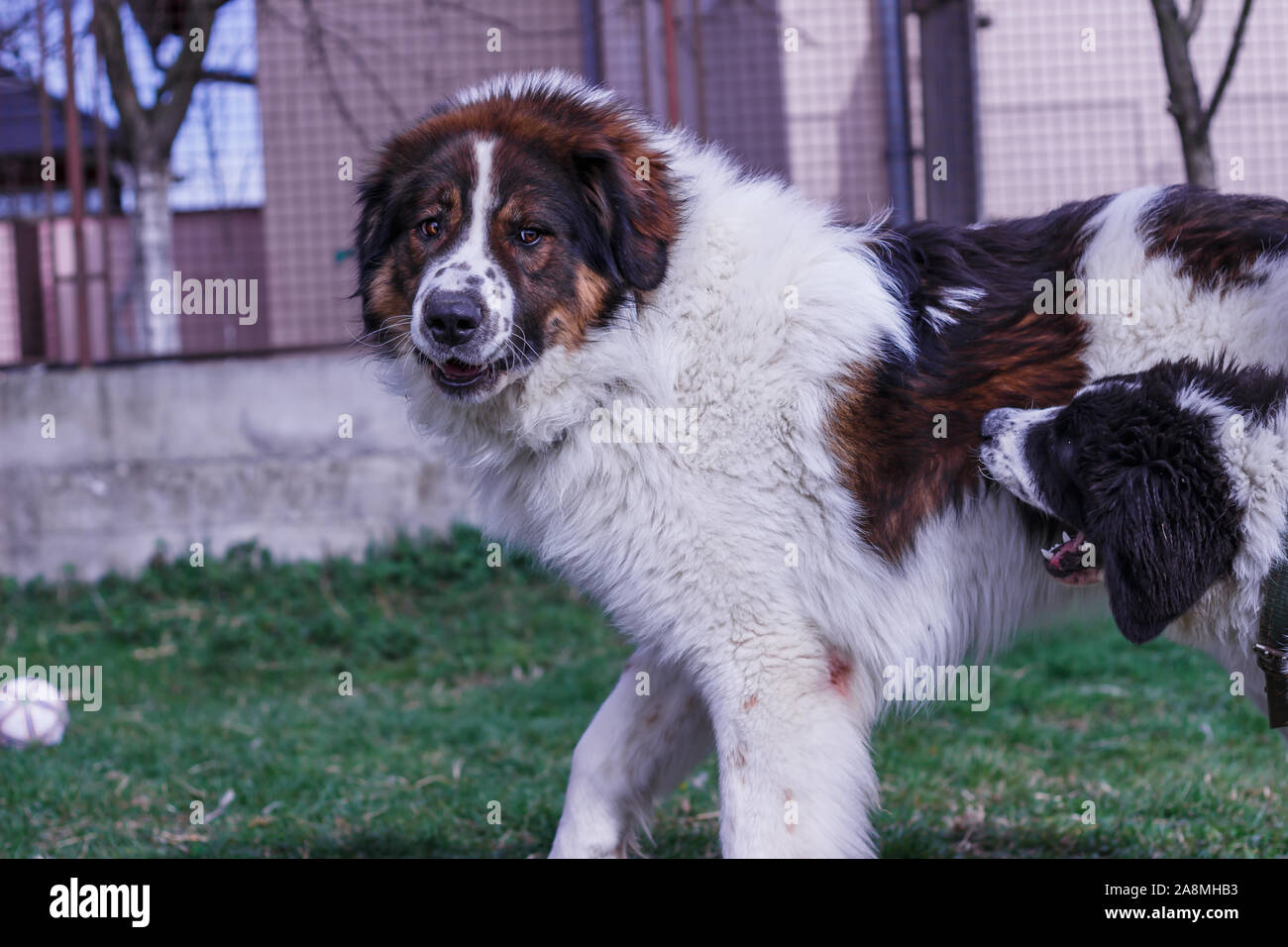 Are Bucovina Shepherds Good Guard Dogs