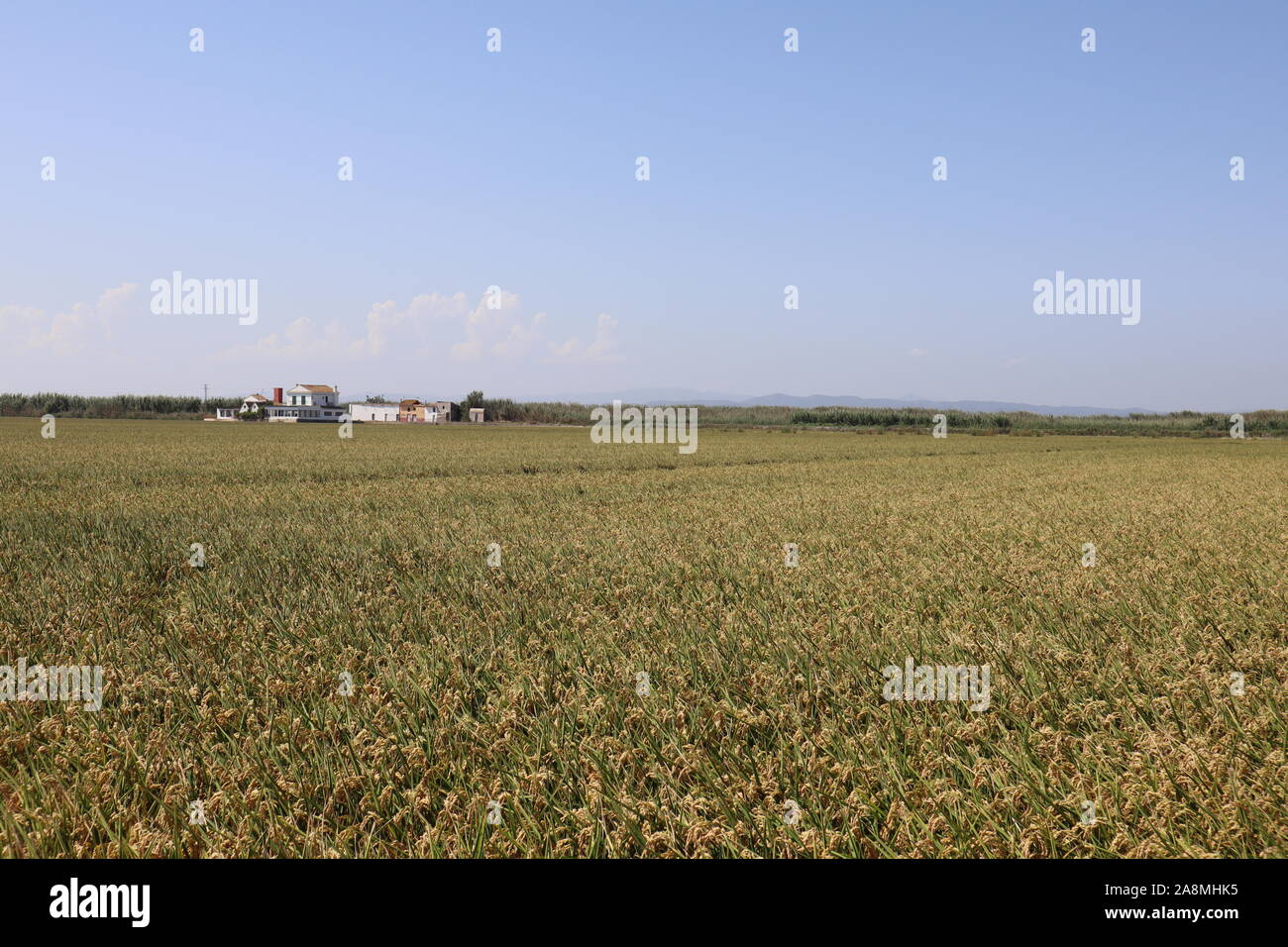 Rice fields Albufera natural park wildlife reserve Valencia Spain Stock ...
