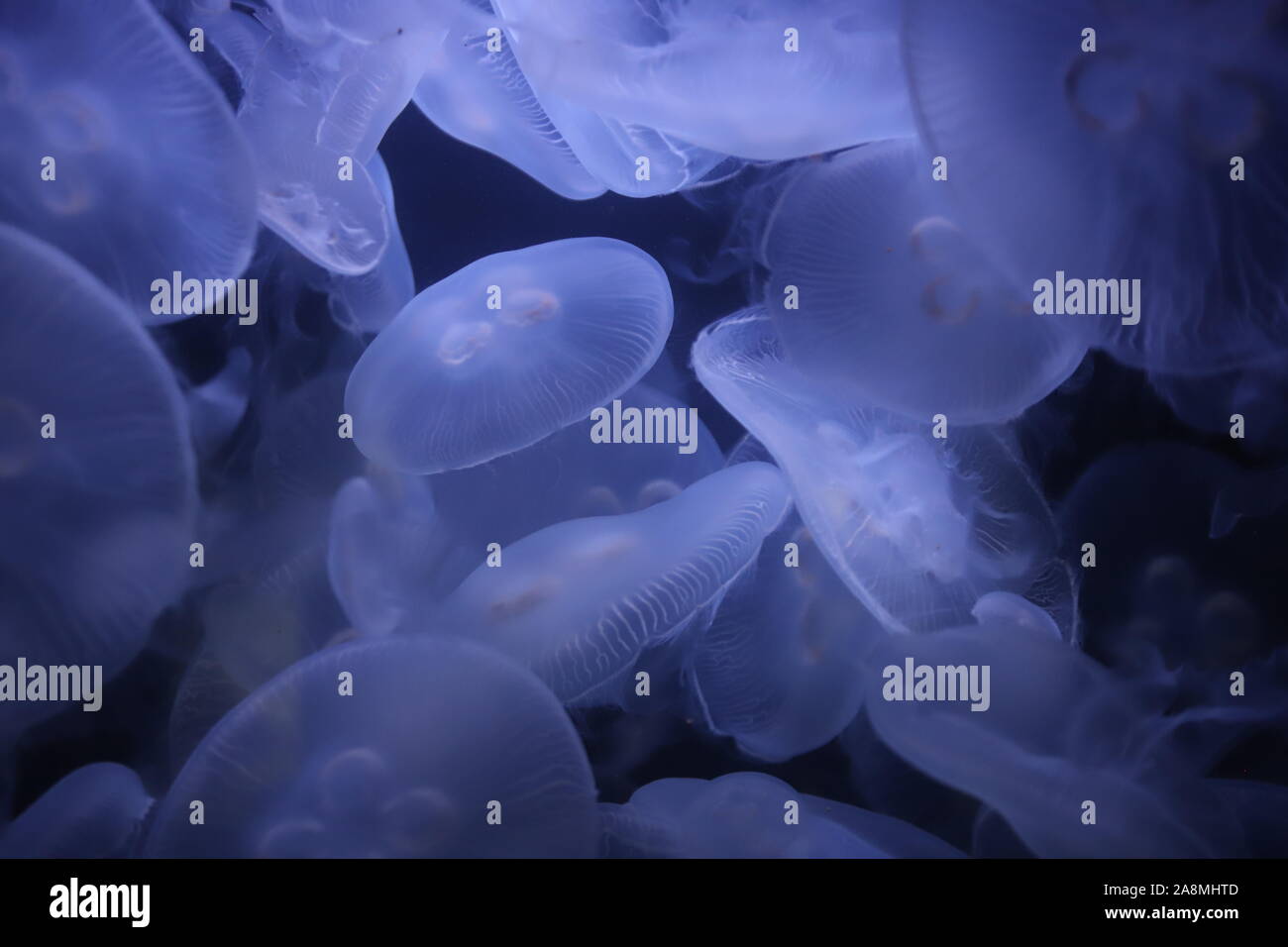 Deep sea jellyfishes hi-res stock photography and images - Alamy