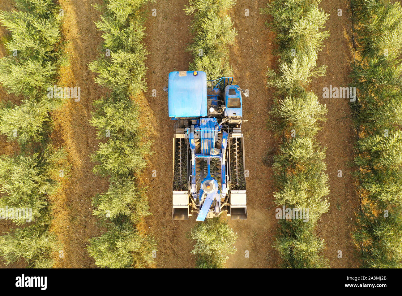Olive Harvester passing over rows of Olive Trees and softly shaking and ...