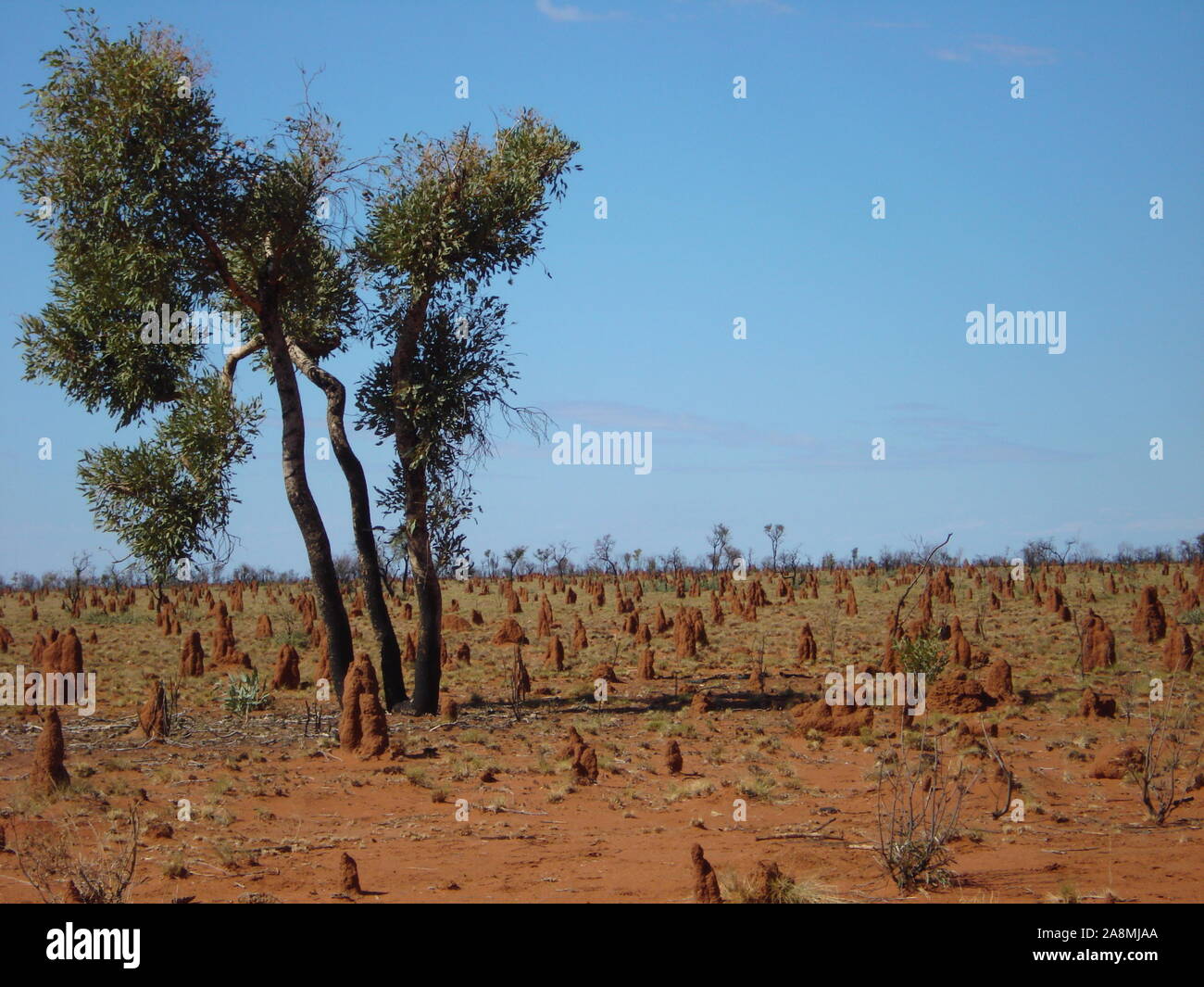 Tree in the outback dessert Stock Photo - Alamy