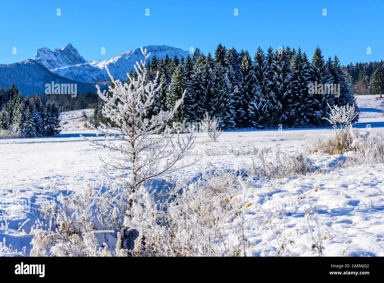 November snow at the alpine border in bavaria Stock Photo - Alamy