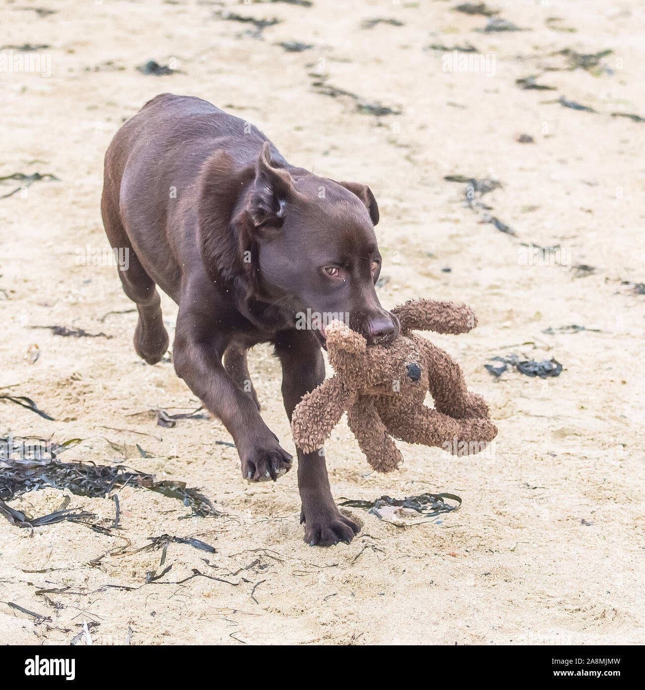 Chocolate teddy bear hi-res stock photography and images - Alamy