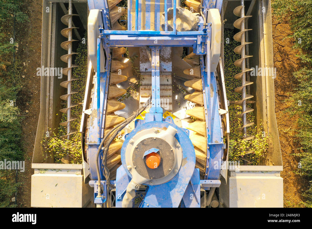 Olive Harvester passing over rows of Olive Trees and softly shaking and ...
