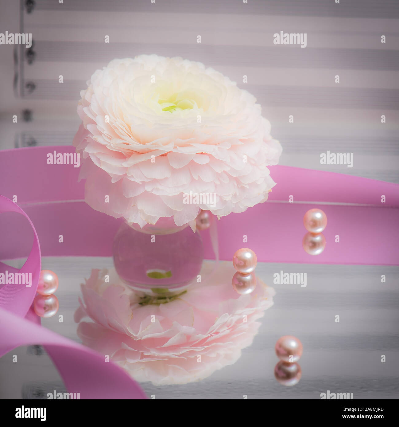 Romantic pink rose put on an vintage paper, with a red ribbon Stock ...