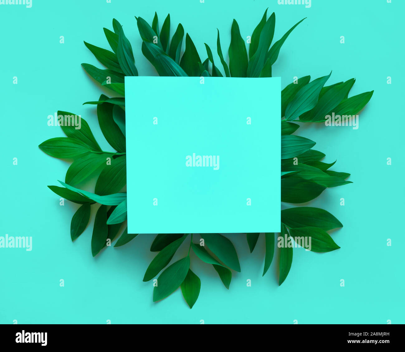 Turquoise tropical plants hi-res stock photography and images - Alamy