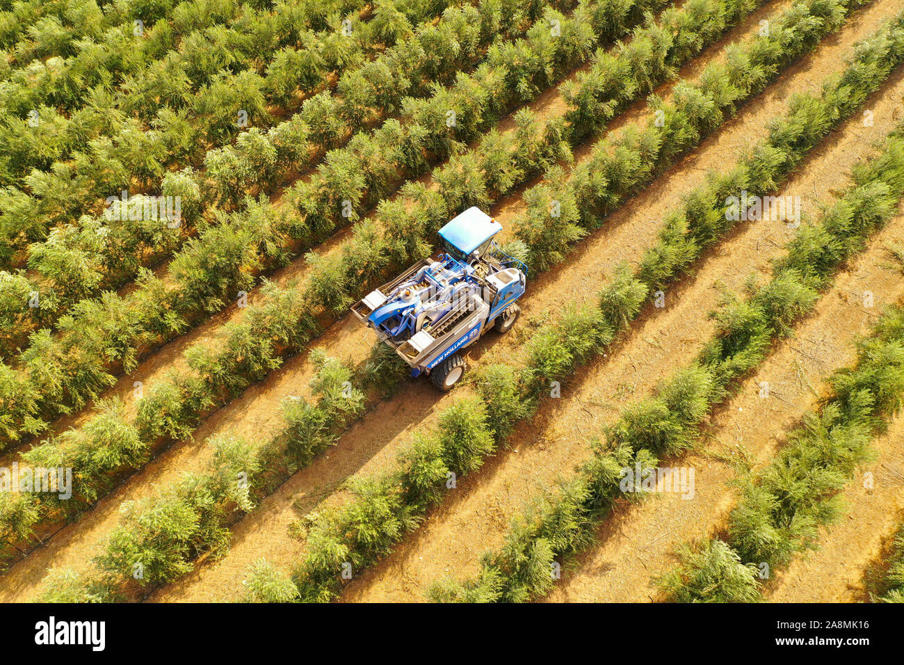 Olive Harvest High Resolution Stock Photography and Images - Alamy