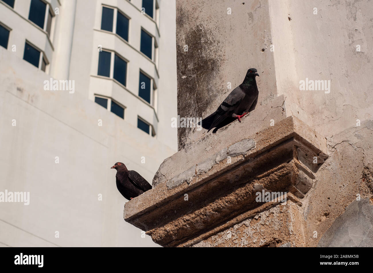 Pigeon birds standing together with friends.Pigeons sitting.Isolated ...