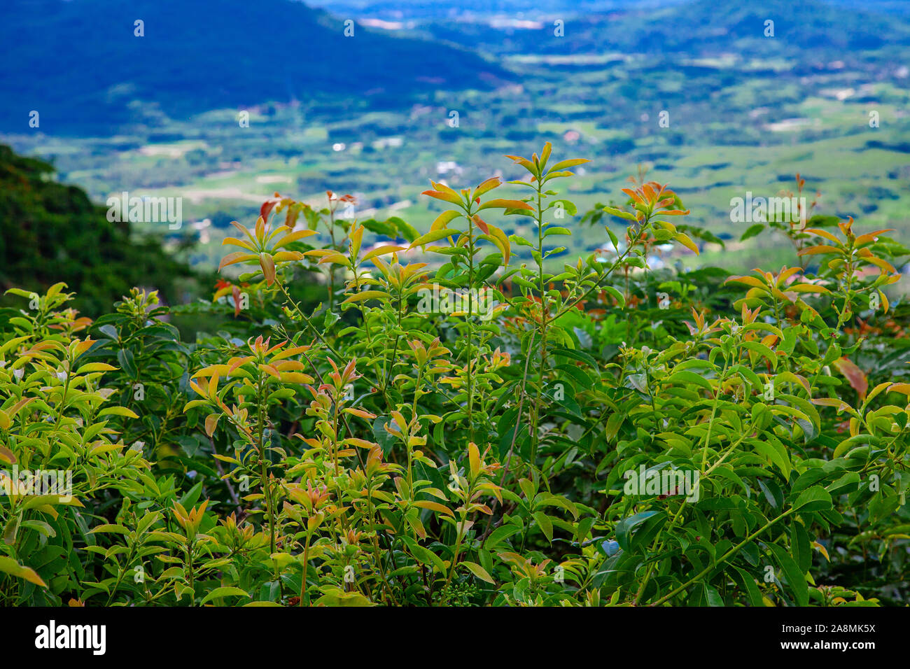 Hainan scenery hi-res stock photography and images - Alamy