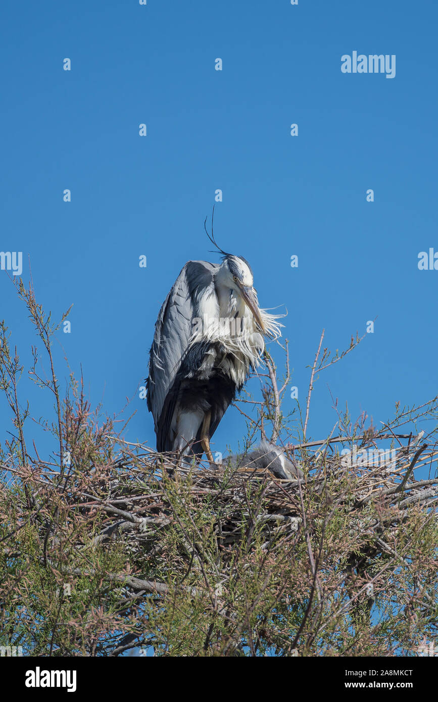 Young herons hi-res stock photography and images - Alamy