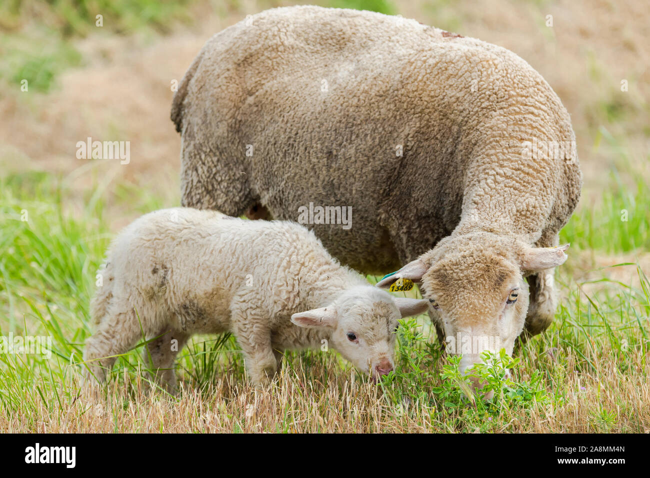 Sheep lamb ewe young farm milk feed livestock hi-res stock photography ...