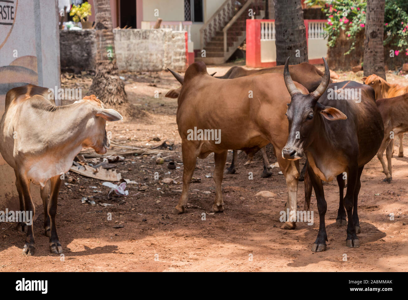 Holy cows in Agonda Beach located in Goa, India Stock Photo - Alamy
