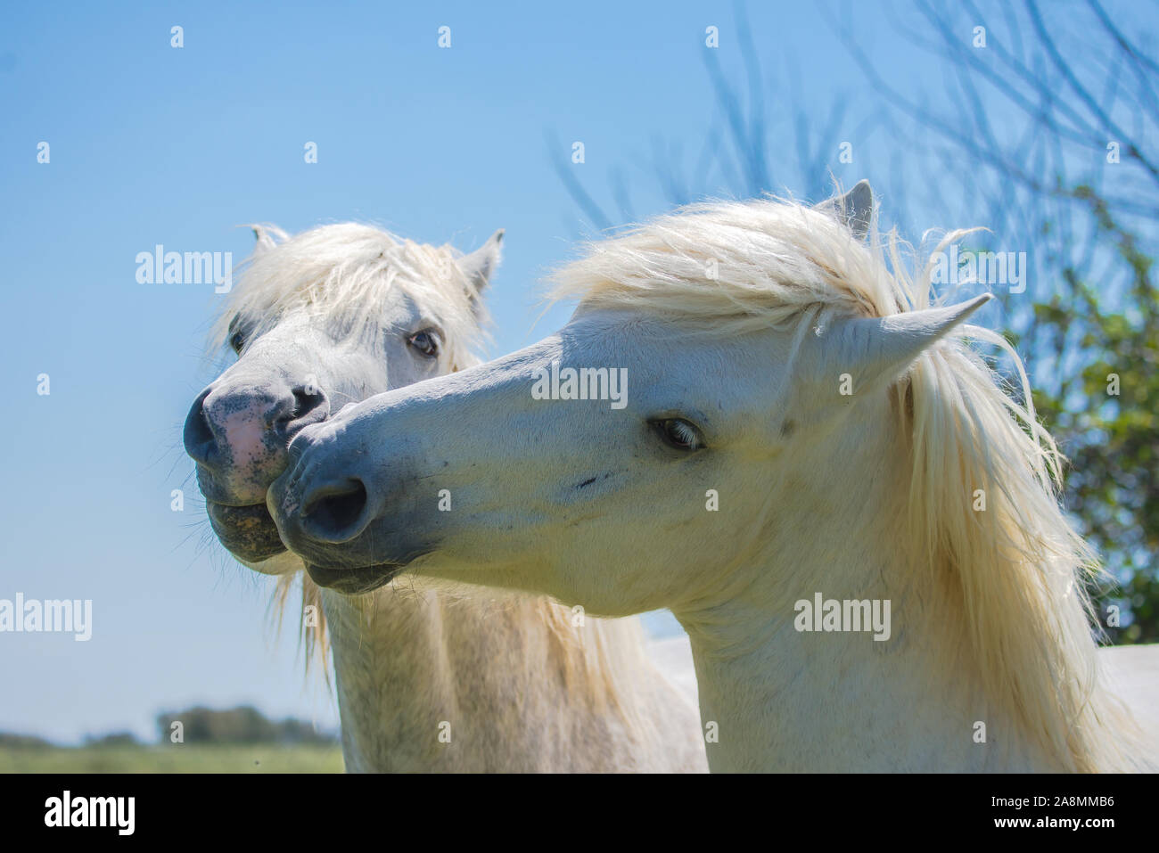 Two horses kissing hi-res stock photography and images - Alamy