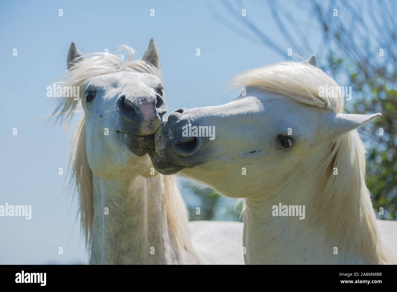 Kissing horses hi-res stock photography and images - Alamy