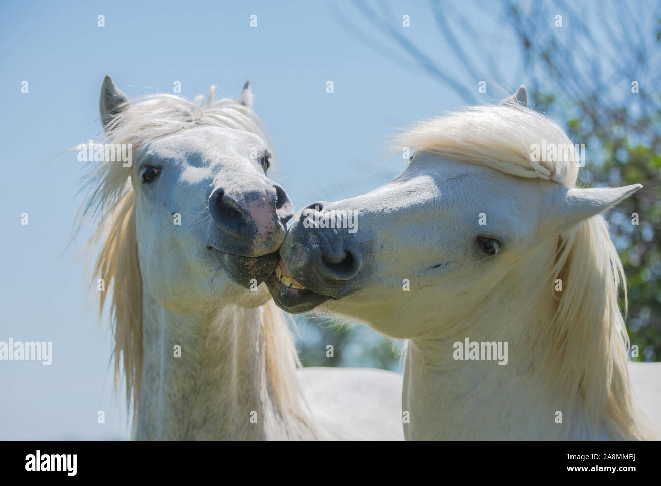 Two horses kissing, love in Camargue Stock Photo - Alamy