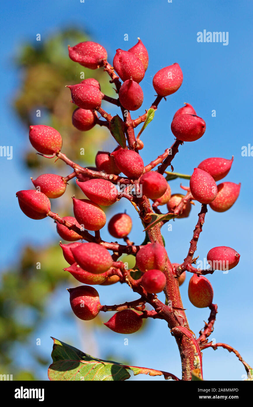 Pistachio tree hi-res stock photography and images - Alamy