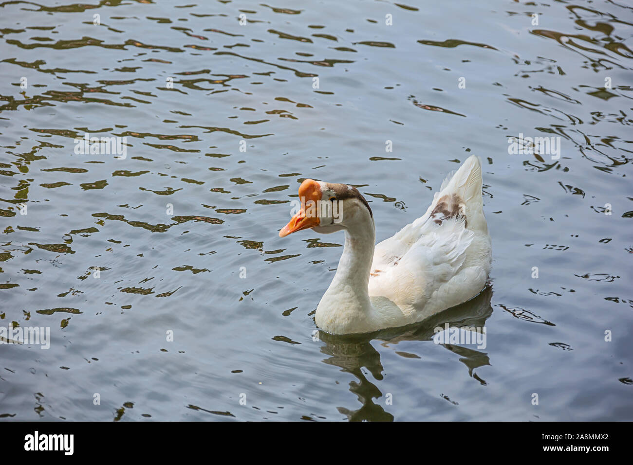 Goose in the pond hi-res stock photography and images - Alamy
