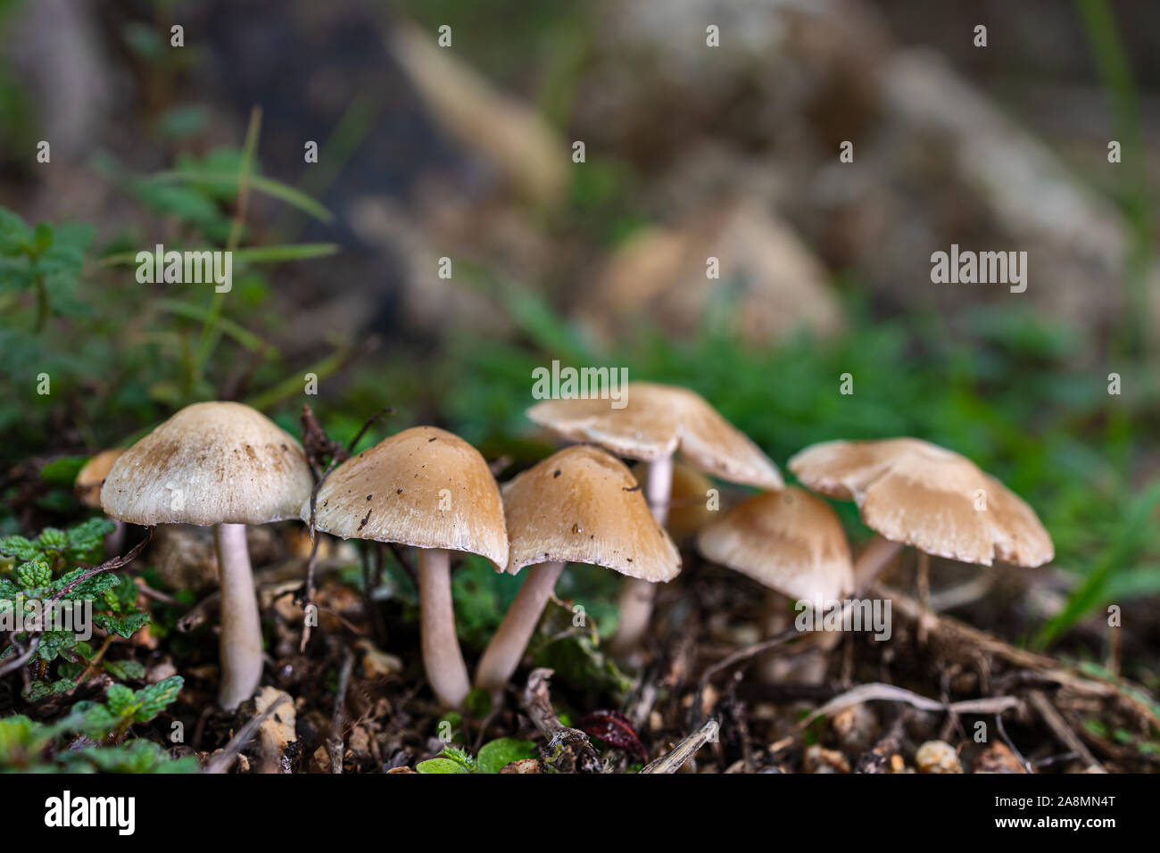 Small and large mushrooms hi-res stock photography and images - Alamy