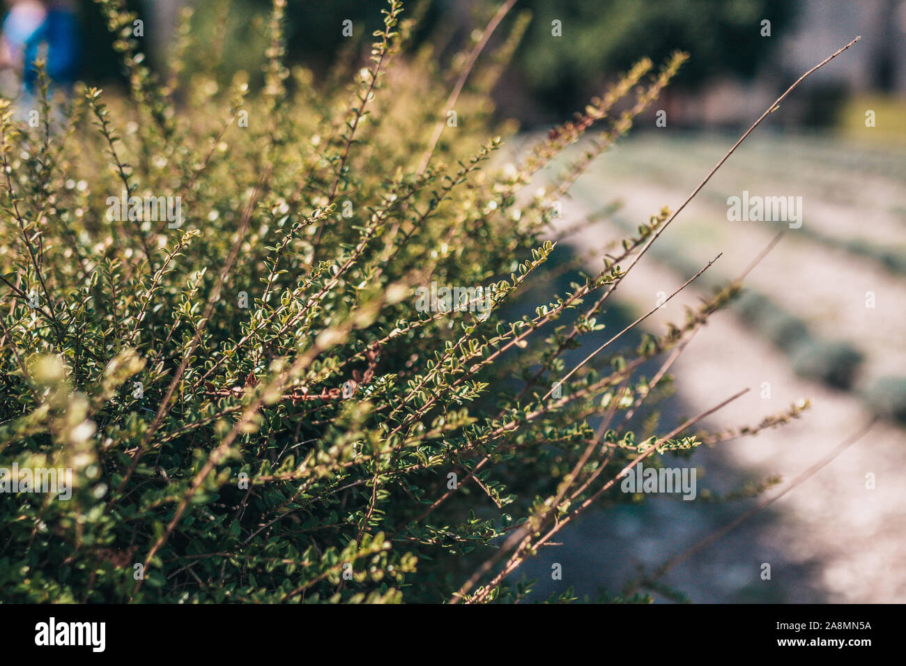 Green bush branches in hi-res stock photography and images - Alamy